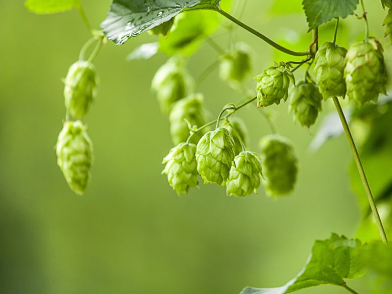 Hopfen - Neurolab Vital